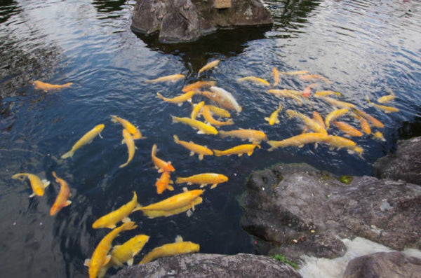 Lots_of_yellow_fish_grande.jpg?v=1720560293