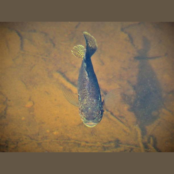 catfish_grande.jpg?v=1720560230